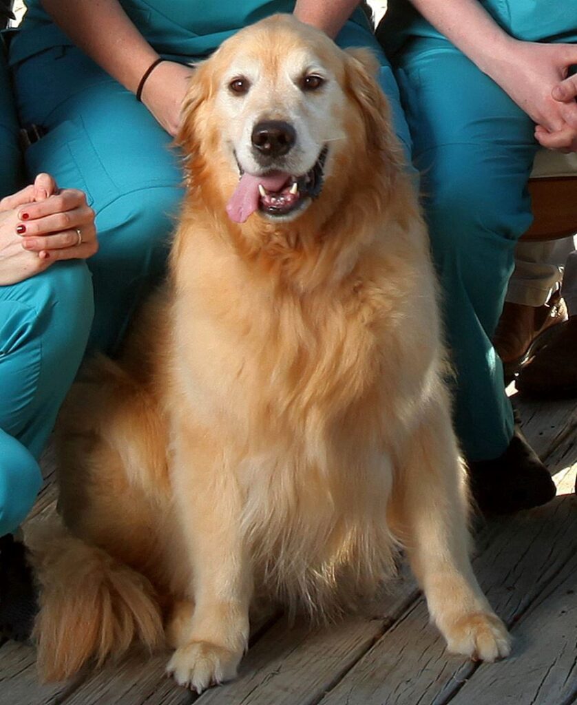 Finnegan - Monterey Animal Clinic